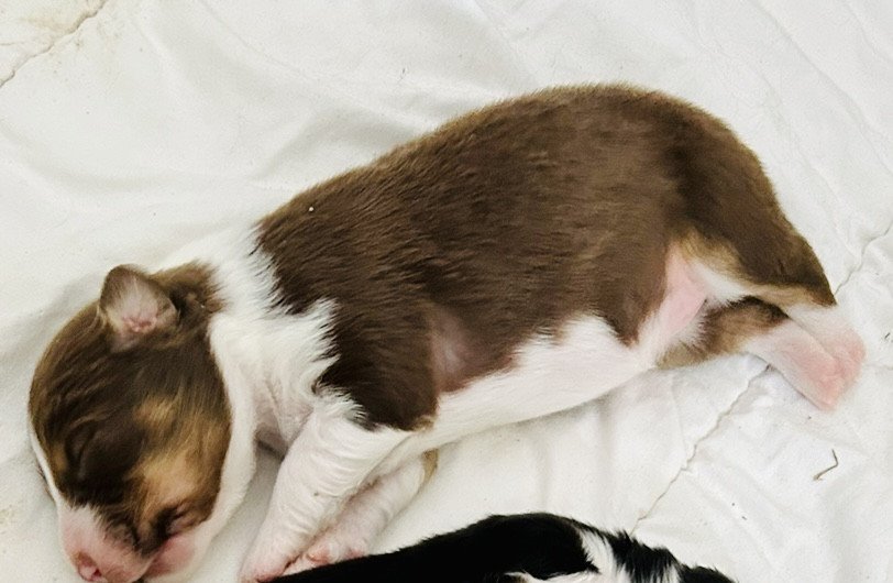 Femelle rouge tricolore LOF des fauminards - Chiot Berger australien Cher
