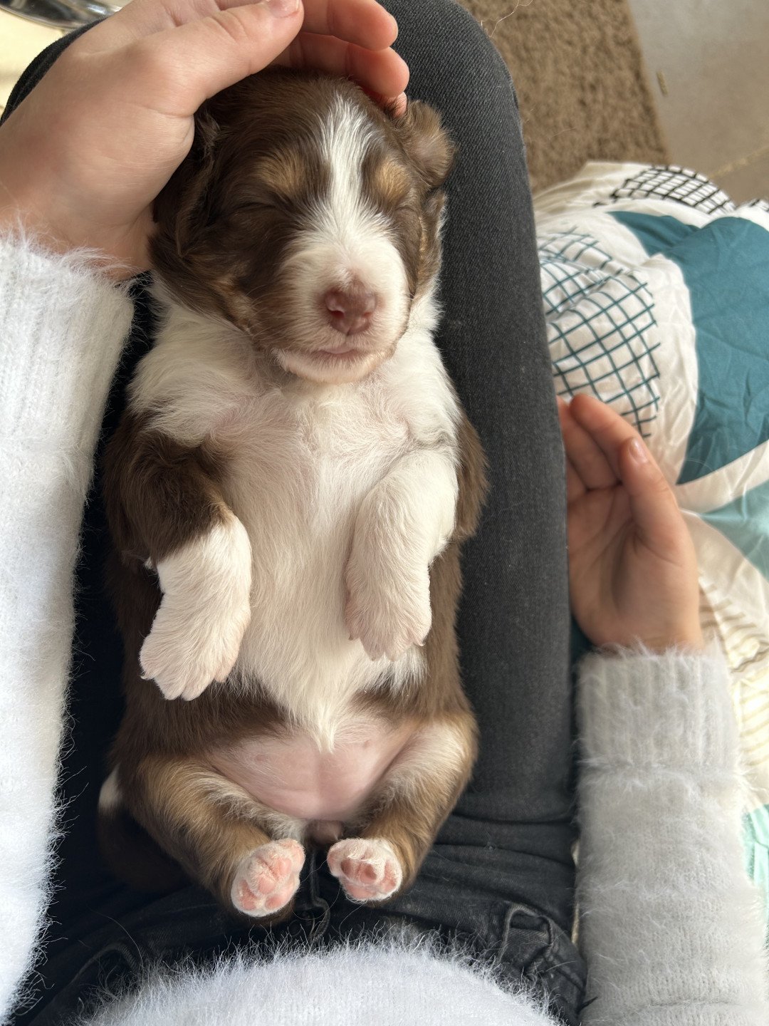 Femelle rouge tricolore LOF des fauminards - Chiot Berger australien Cher