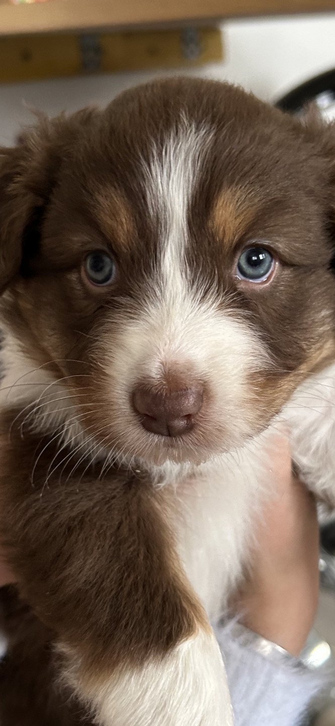 Femelle rouge tricolore LOF des fauminards - Chiot Berger australien Cher