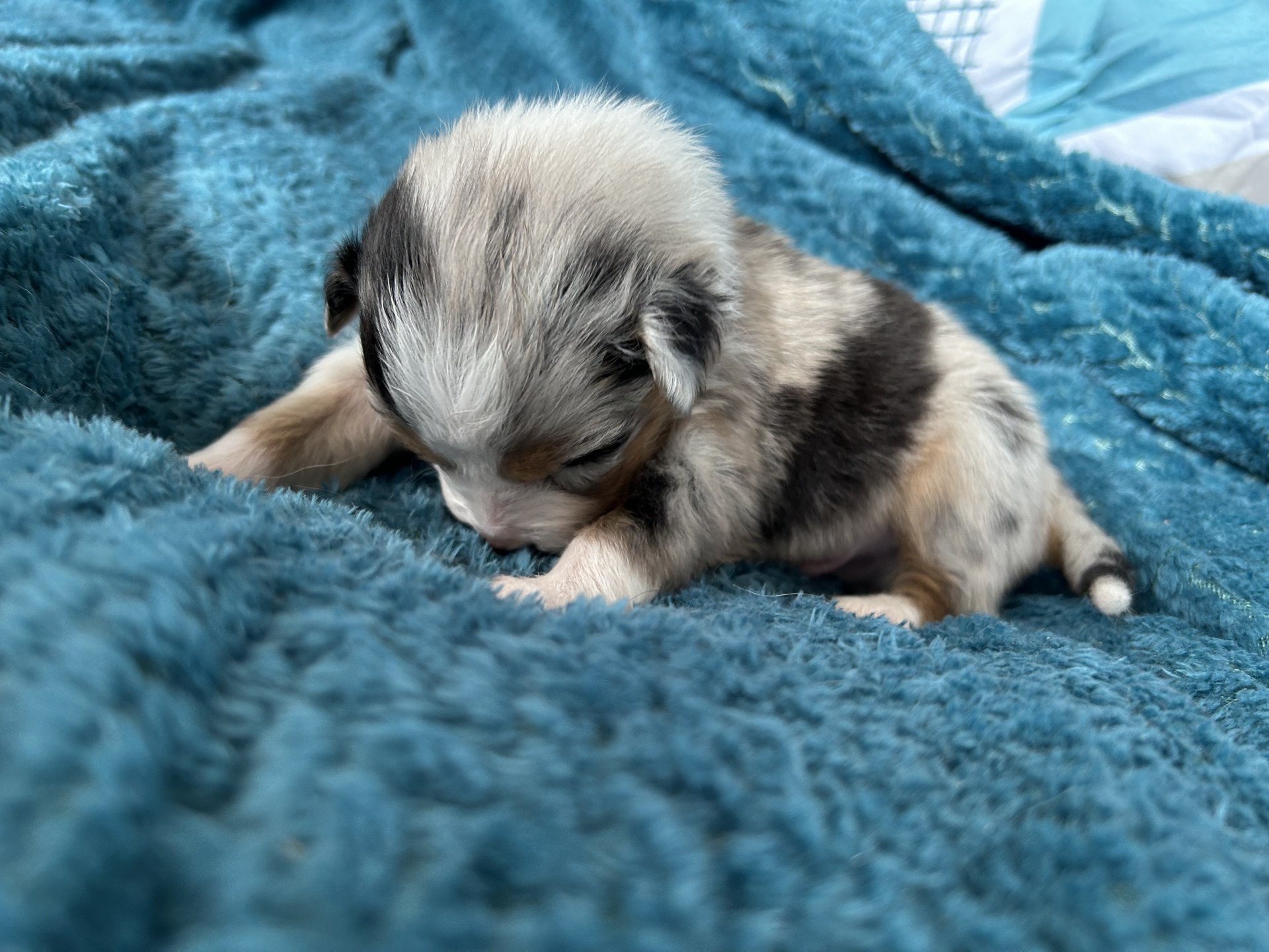 Mâle bleu merle LOF des fauminards - Chiot Berger australien Cher